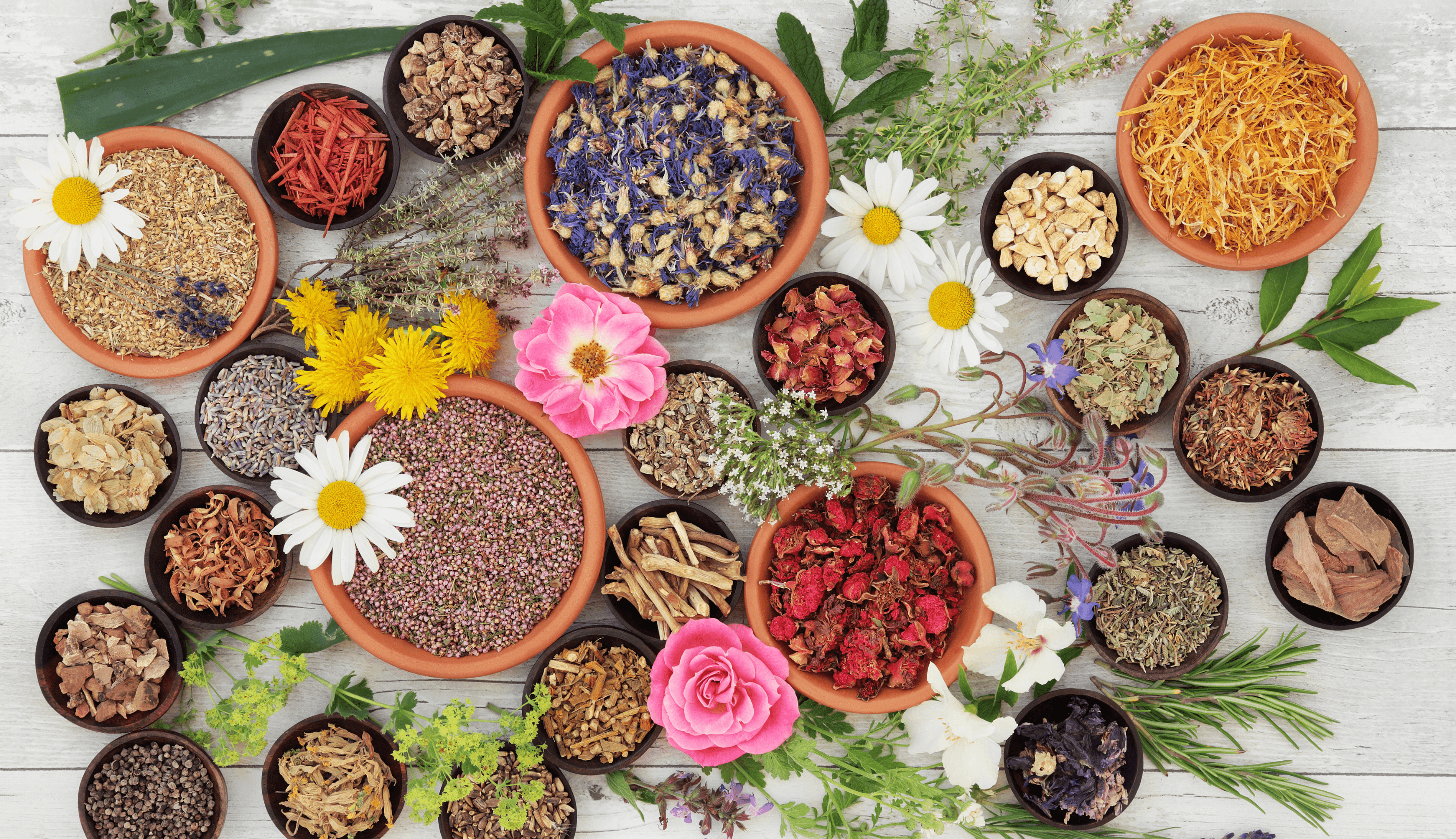 Herbalist John Redden | Immune System Support & Herbal Remedies