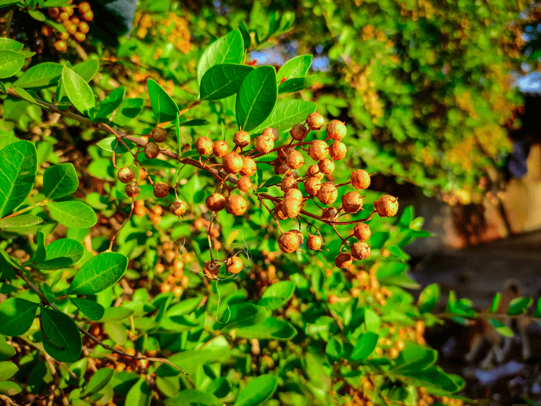 Henna & Genetics | History, Culture & How To Grow