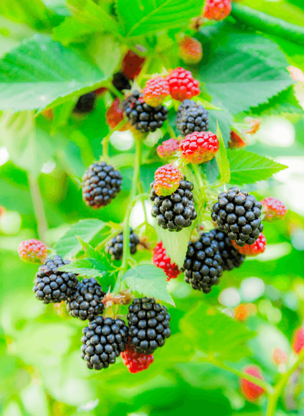 Herb of the Year 2020 | Rubus | Blackberry & Raspberry Plants